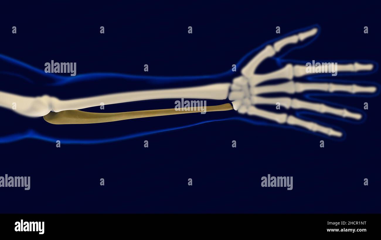 Ulna Bone Human skeleton anatomy 3D Rendering For Medical Concept Stock ...