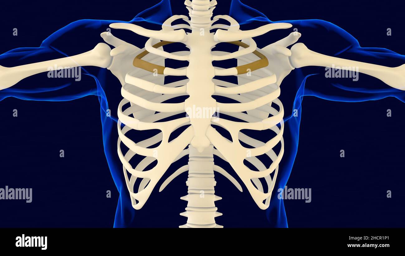 Third bone of Rib cage Anatomy for medical concept 3D Illustration ...