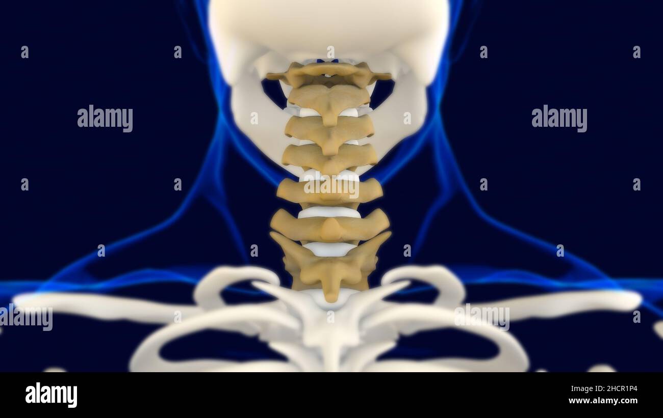 Cervical Vertebrae Human Skeleton Vertebral Column Anatomy for medical ...