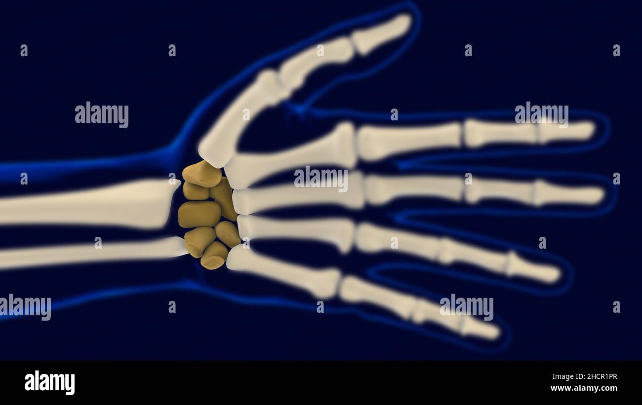Hand wrist carpals hi-res stock photography and images - Alamy