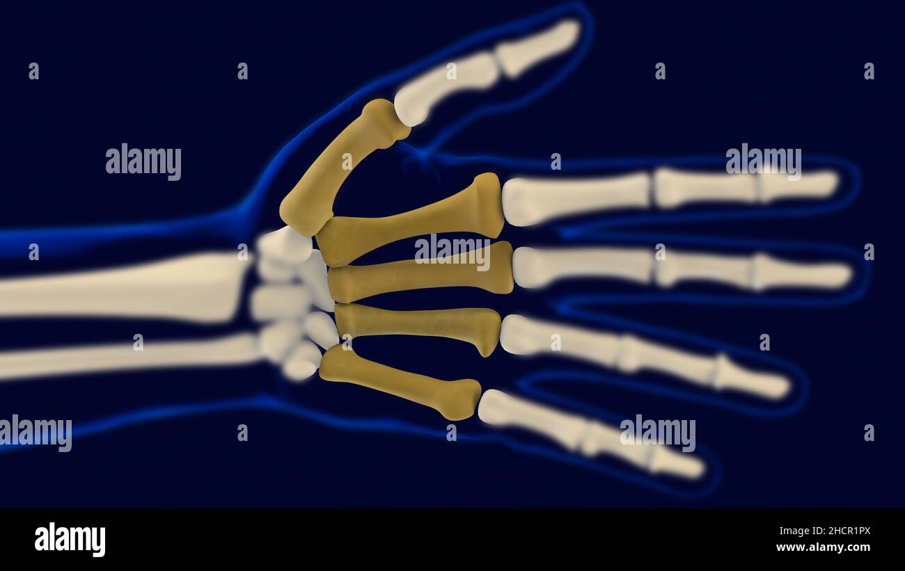 Hand metacarpal bones Anatomy for medical concept 3D Illustration Stock ...