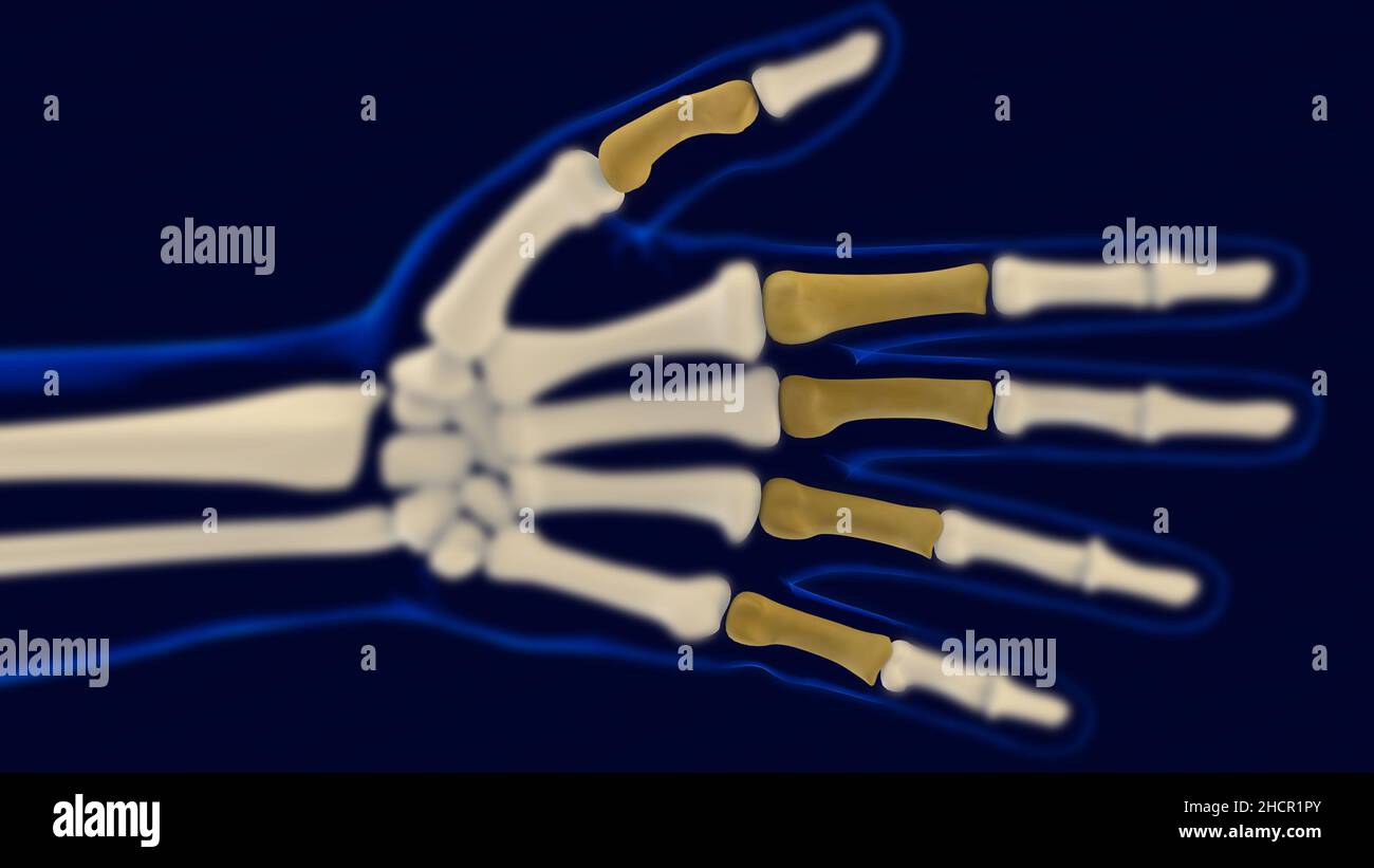 Hand proximal phalanges Human skeleton anatomy 3D Rendering For Medical ...