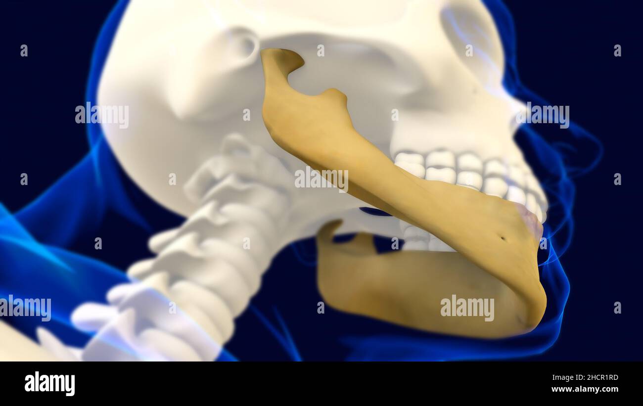 Mandible Bone Skull Anatomy Human Skeleton For Medical Concept 3D ...