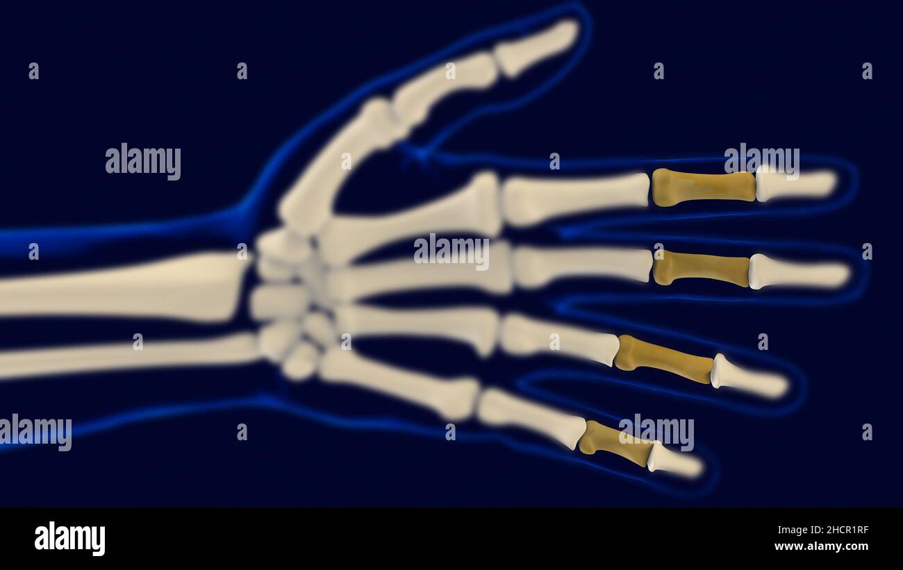 Hand middle phalanges Human Skeleton Anatomy for medical concept 3D ...