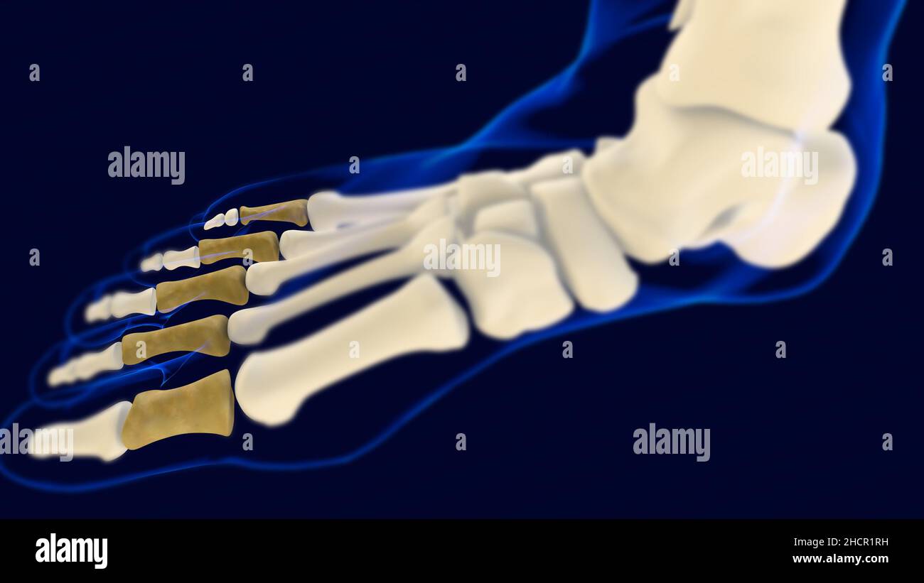 Proximal Phalanges foot bones Anatomy 3D Rendering For Medical Concept ...