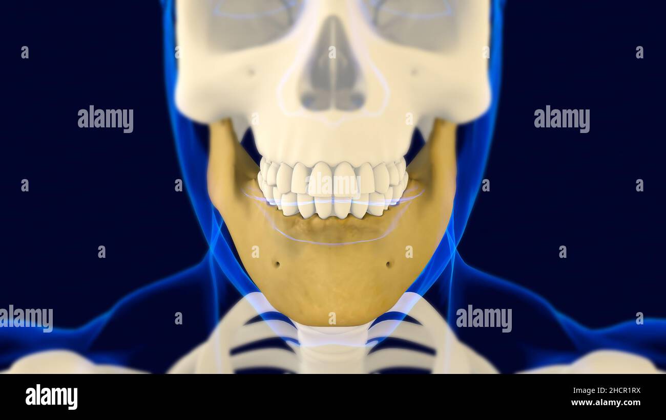 Mandible Bone Skull Anatomy Human Skeleton For Medical Concept 3D ...