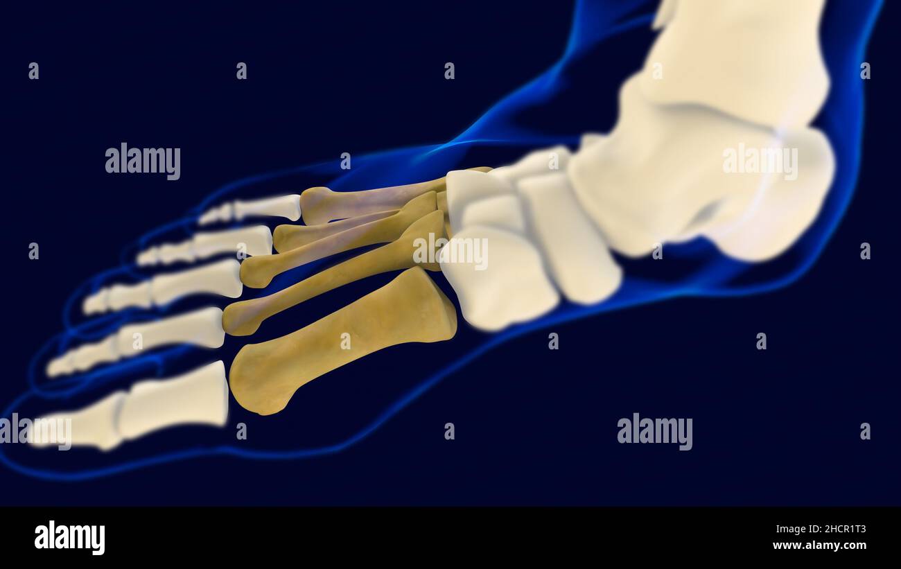 Metatarsal Foot Bones Anatomy for medical concept 3D Illustration Stock ...