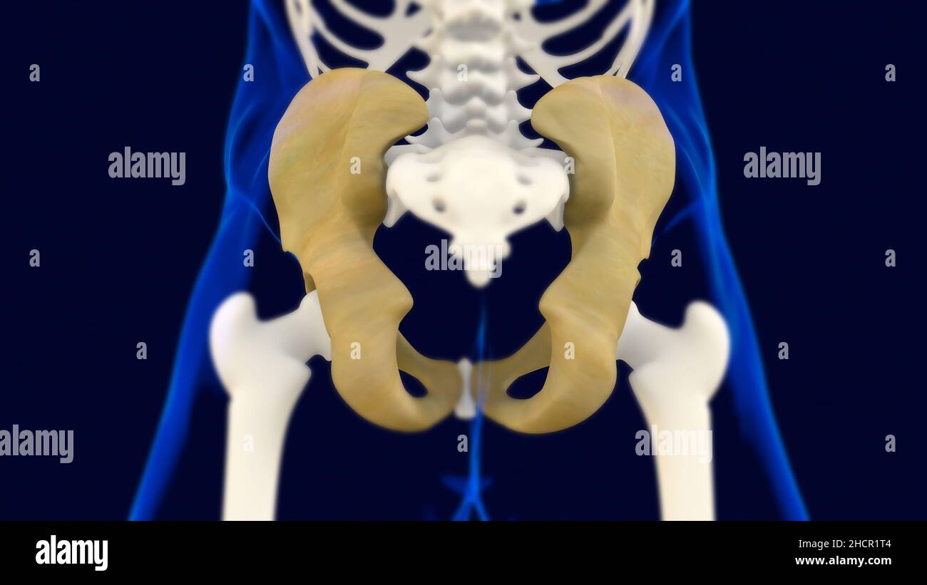 3d pelvic bones hi-res stock photography and images - Alamy
