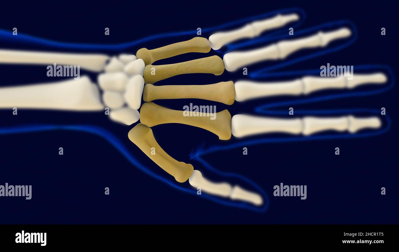 Hand metacarpal bones Anatomy for medical concept 3D Illustration Stock ...
