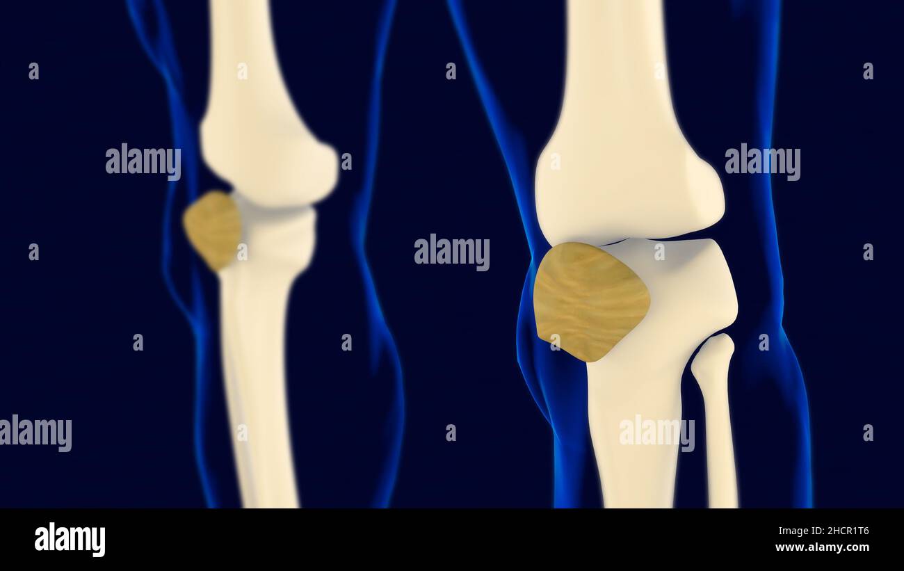 Patella Bone anatomy Human skeleton 3D Rendering For Medical Concept ...