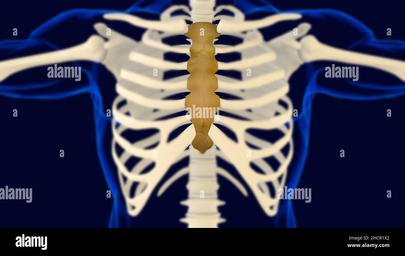 Sternum Bone Anatomy For Medical Concept 3D Illustration Stock Photo ...