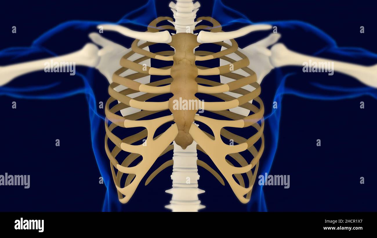Rib Cage Human skeleton anatomy 3D Rendering For Medical Concept Stock ...