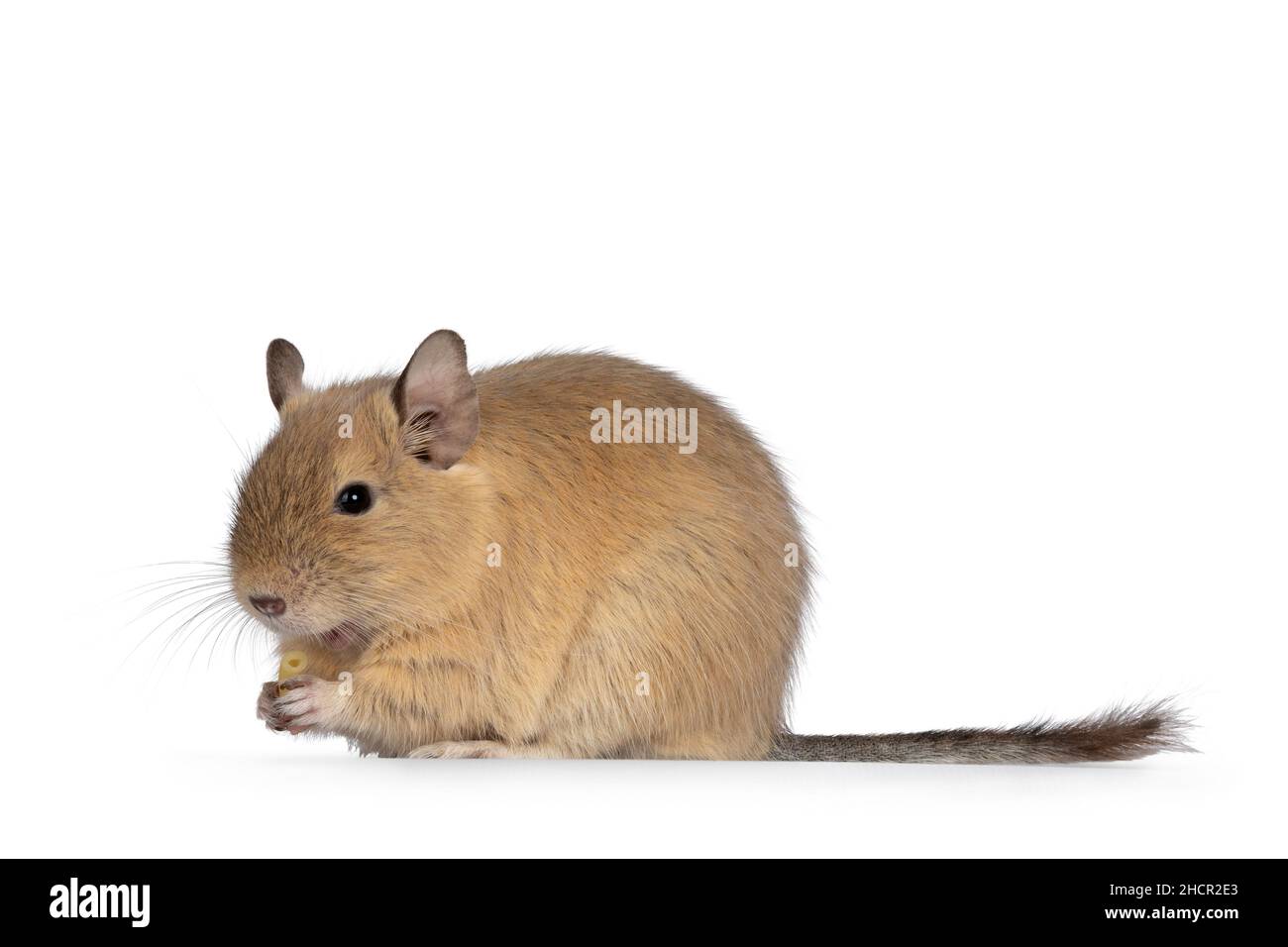 Cooked rodent hi-res stock photography and images - Alamy