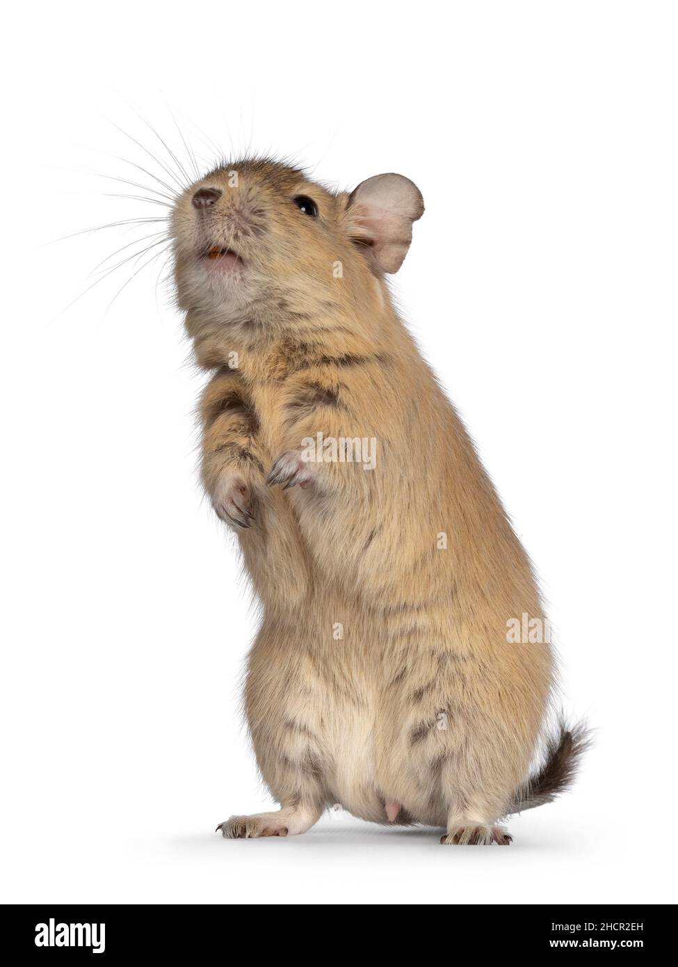 Light colored rodent hi-res stock photography and images - Alamy