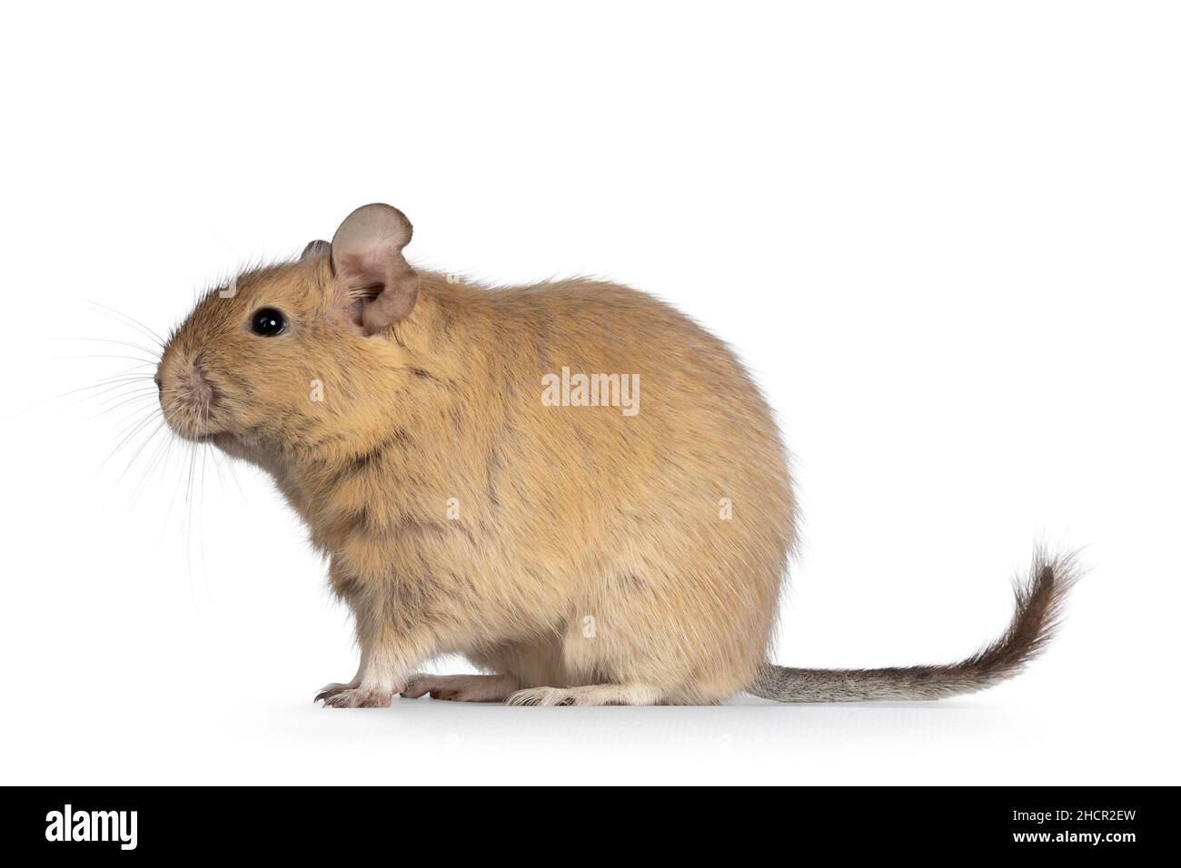 Young adult sand colored Dugu rodent, sitting side ways. Isolated on a ...