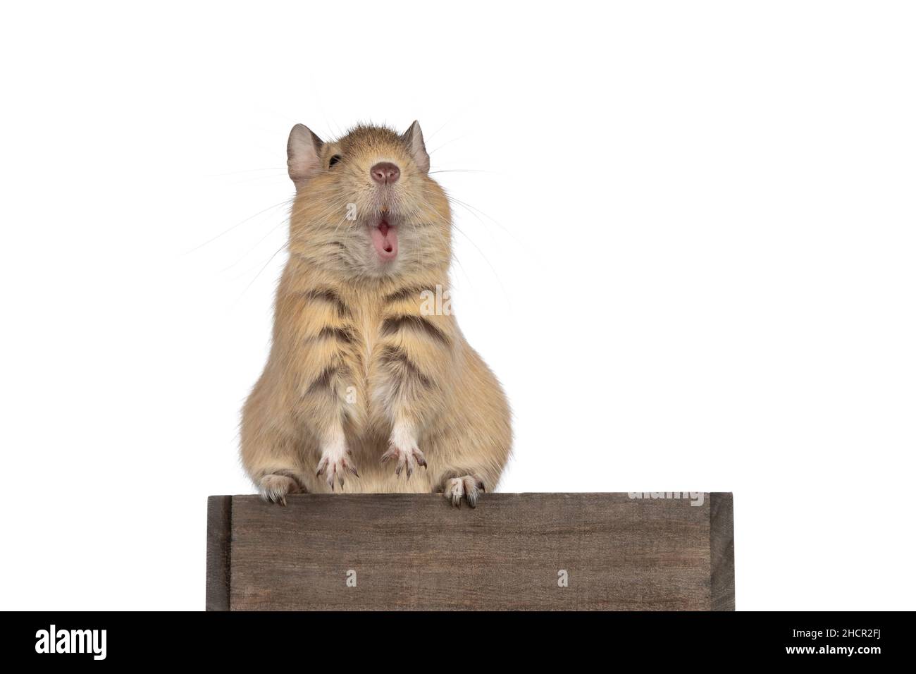 Young adult sand colored Dugu rodent, sitting on wooden edge making ...