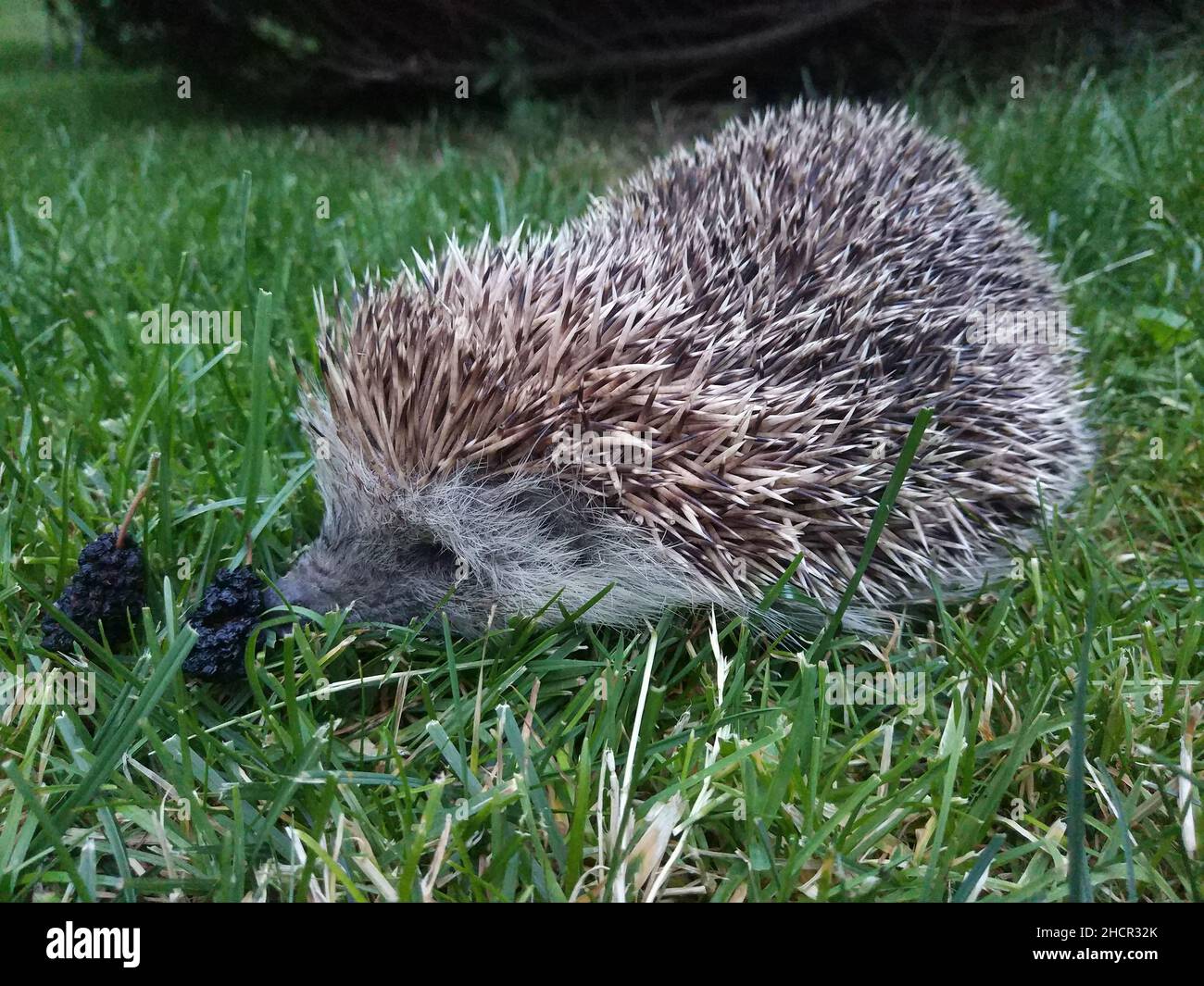 Hedgehog on grass outside hi-res stock photography and images - Alamy