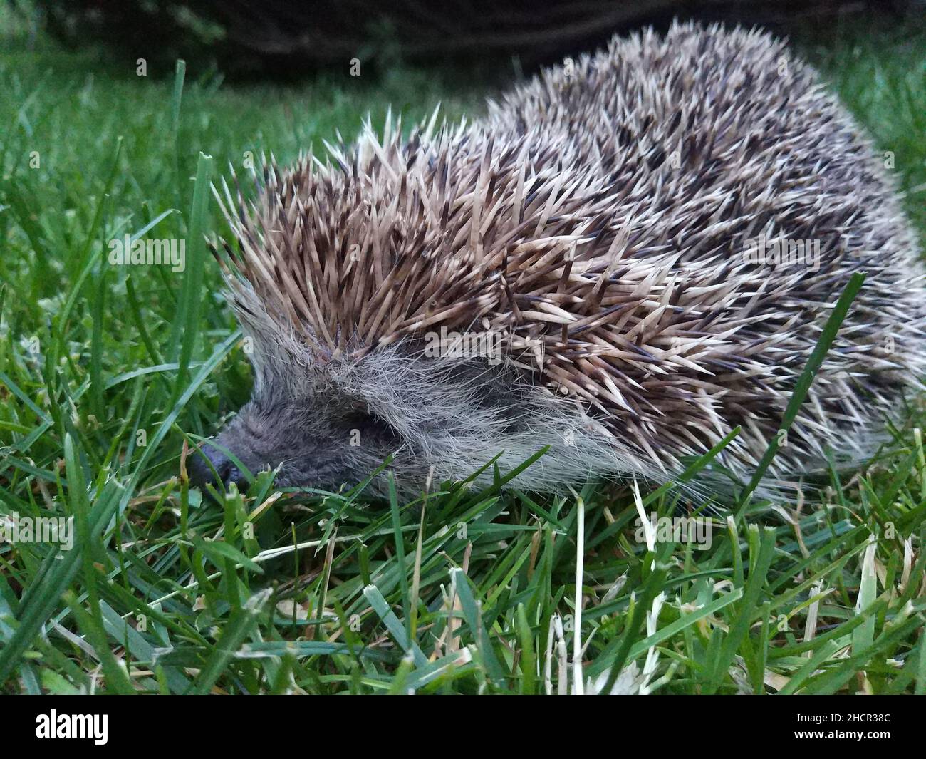 Hedgehog wandering on the lawn Stock Photo - Alamy