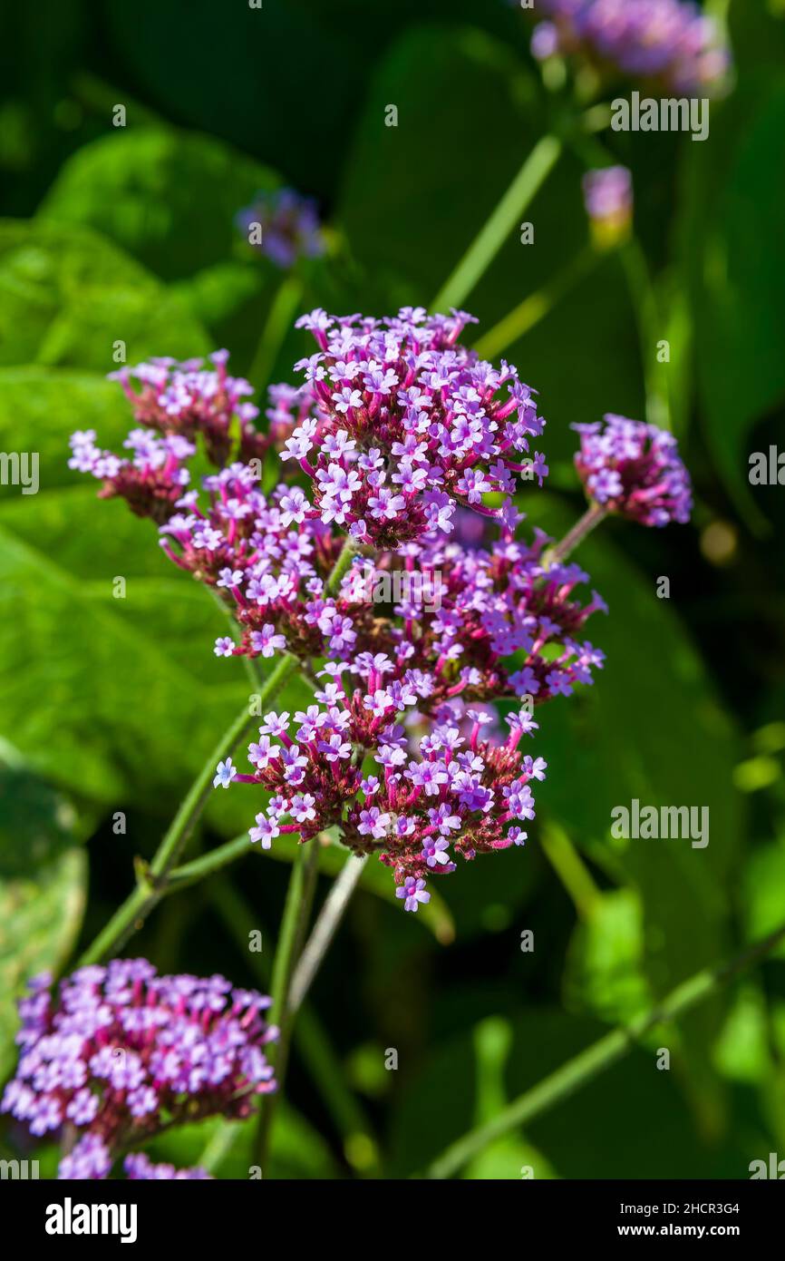 Verbena bonariensis a purple herbaceous perennial summer autumn flower ...