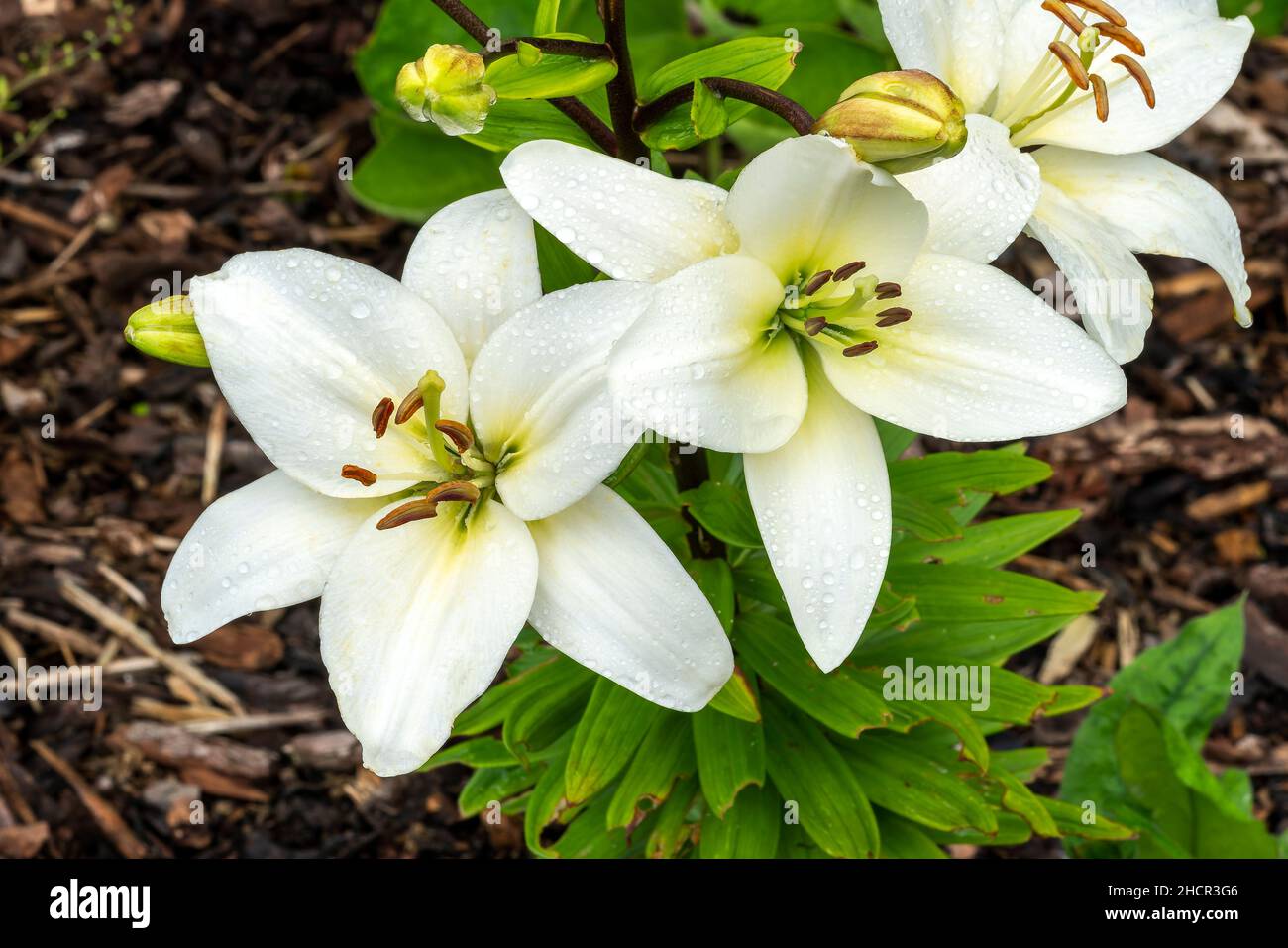 Lily 'Navona' (lilium) a summer flowering bulbous plant with a white ...