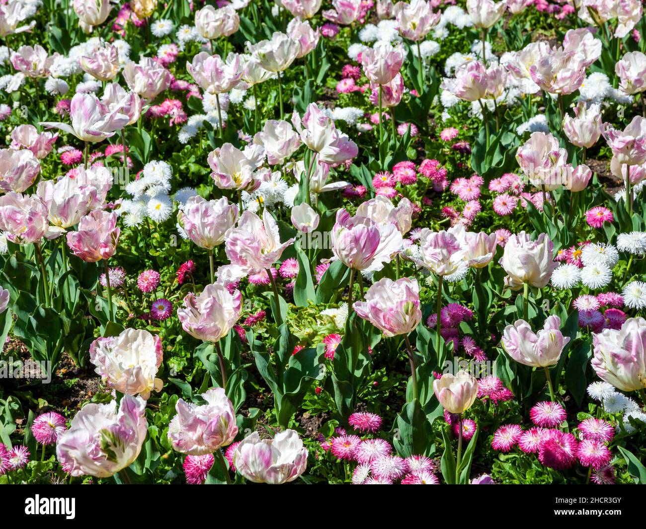 Springtime flower bed background of pink white tulips and red bellis ...