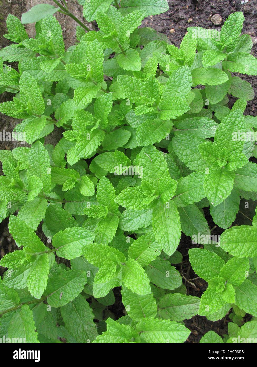 Mint - plant, Mint Stock Photo - Alamy
