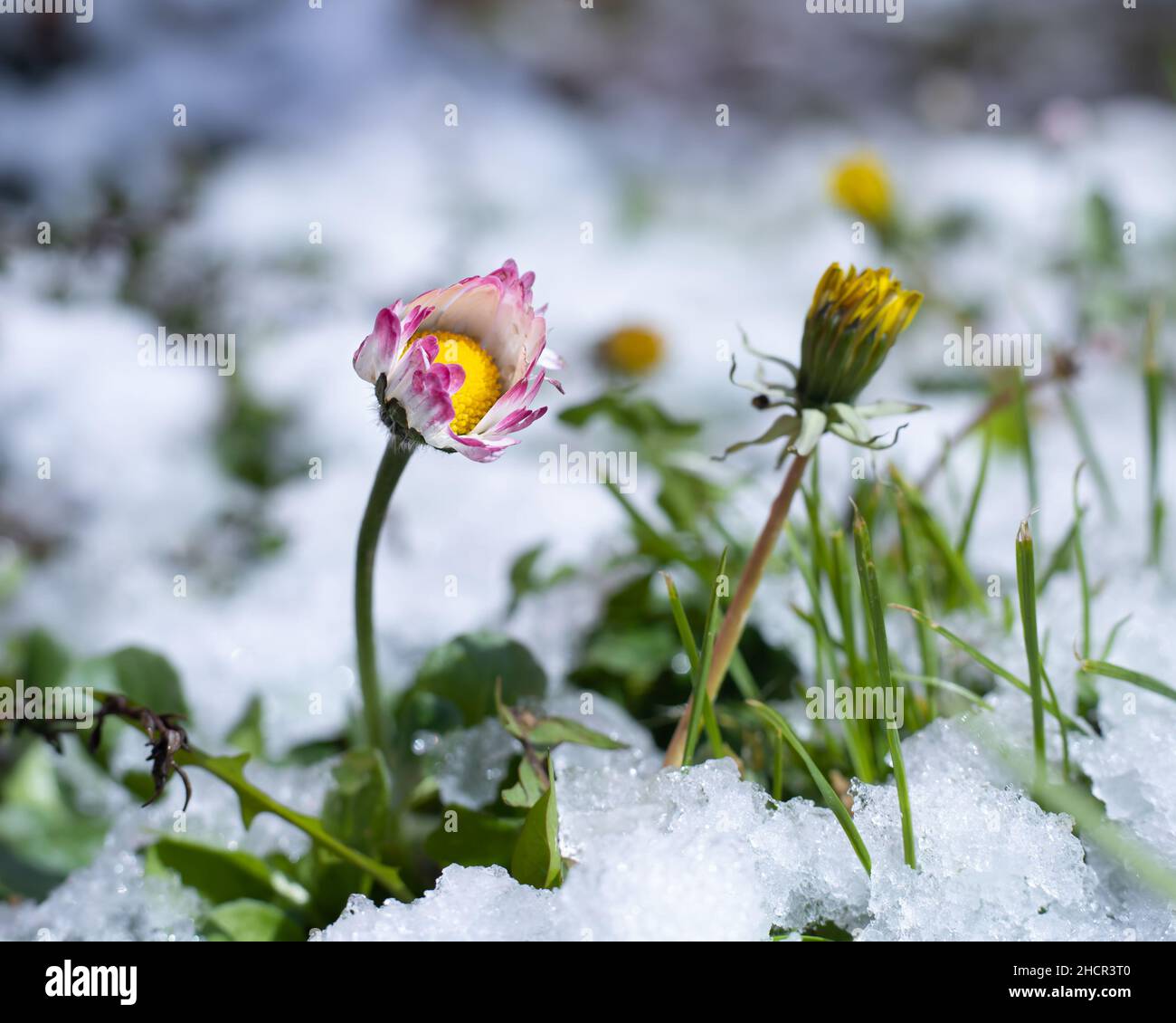 Closeup shot of oxeye daisy flowers on the field in winter Stock Photo ...