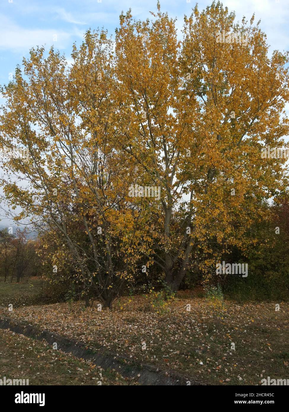 Young trees growing in hi-res stock photography and images - Alamy