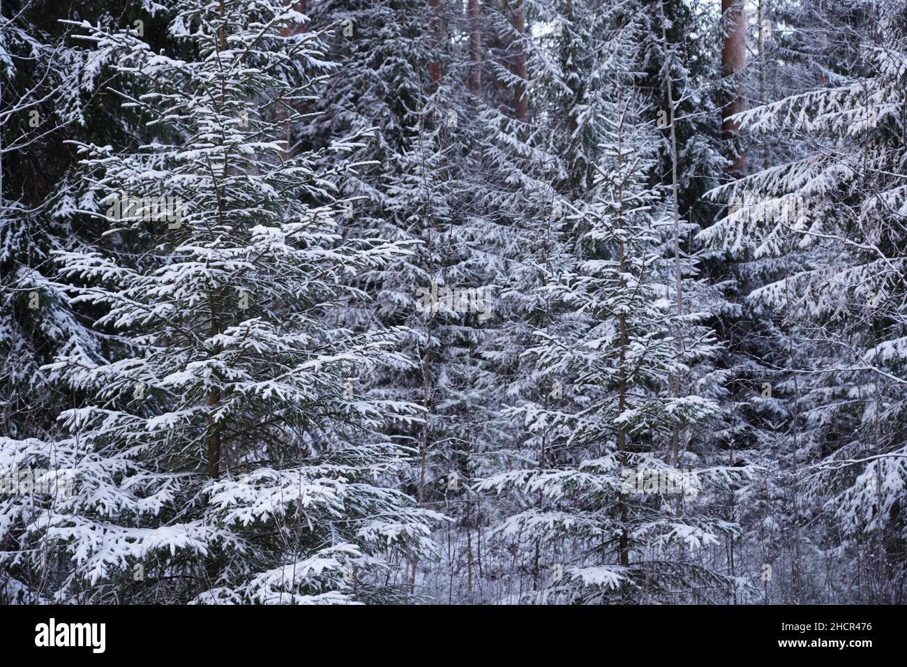 Enchanted snowy trees hi-res stock photography and images - Alamy
