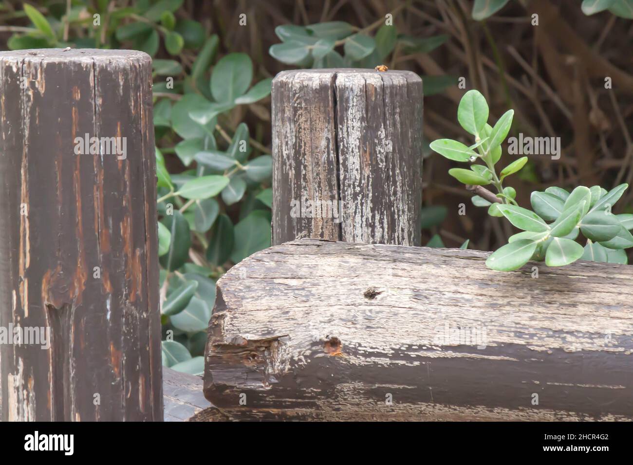 Texture wooden planks and grass hi-res stock photography and images - Alamy