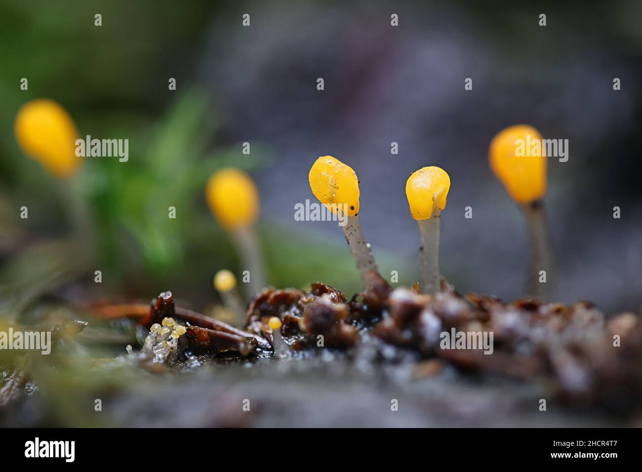 Swamp beacon mushroom hi-res stock photography and images - Alamy