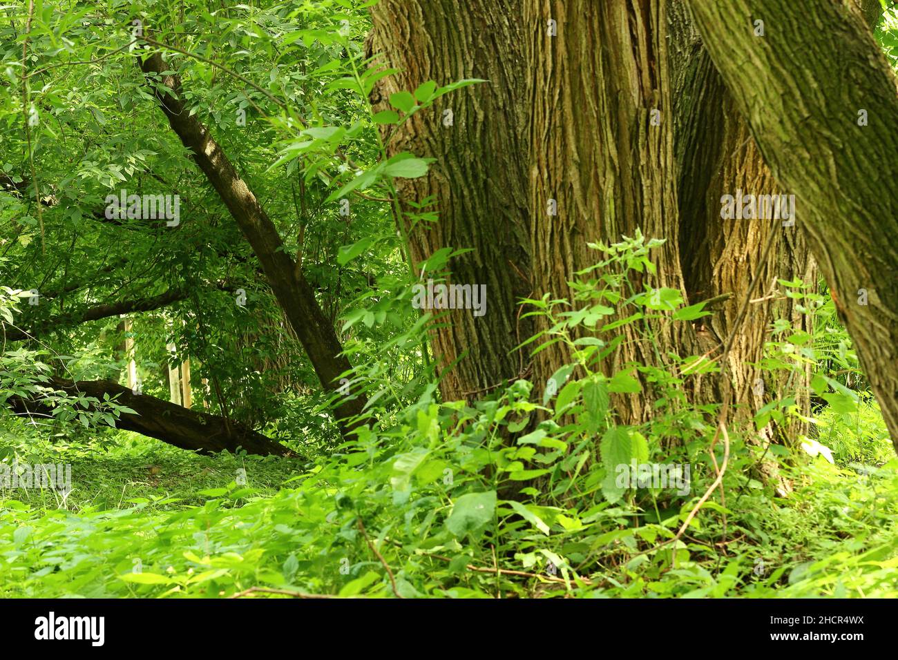 Beautiful landscape green area hi-res stock photography and images - Alamy