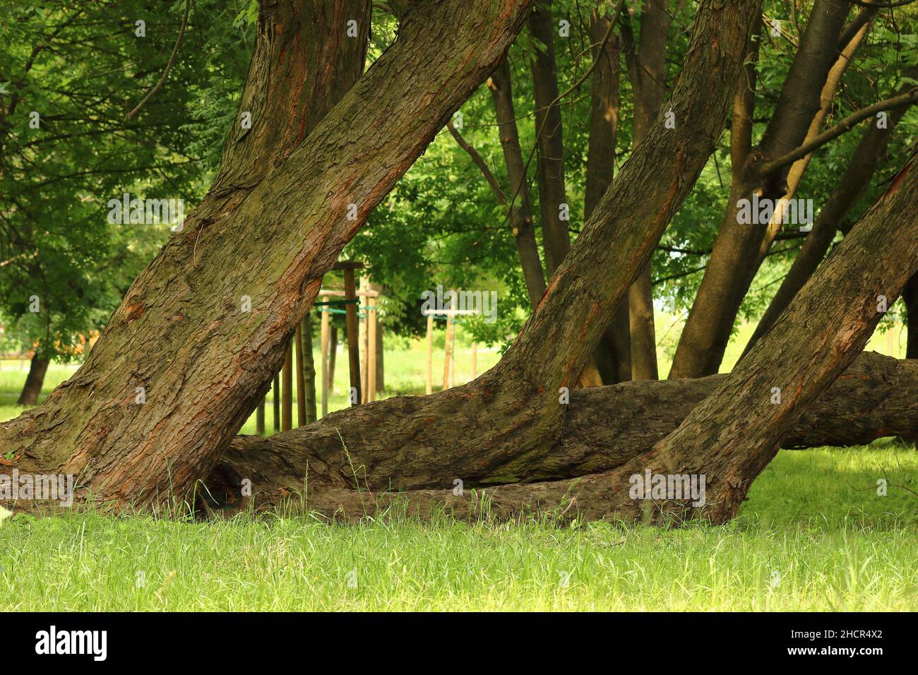 View of tilting trees in the park Stock Photo - Alamy