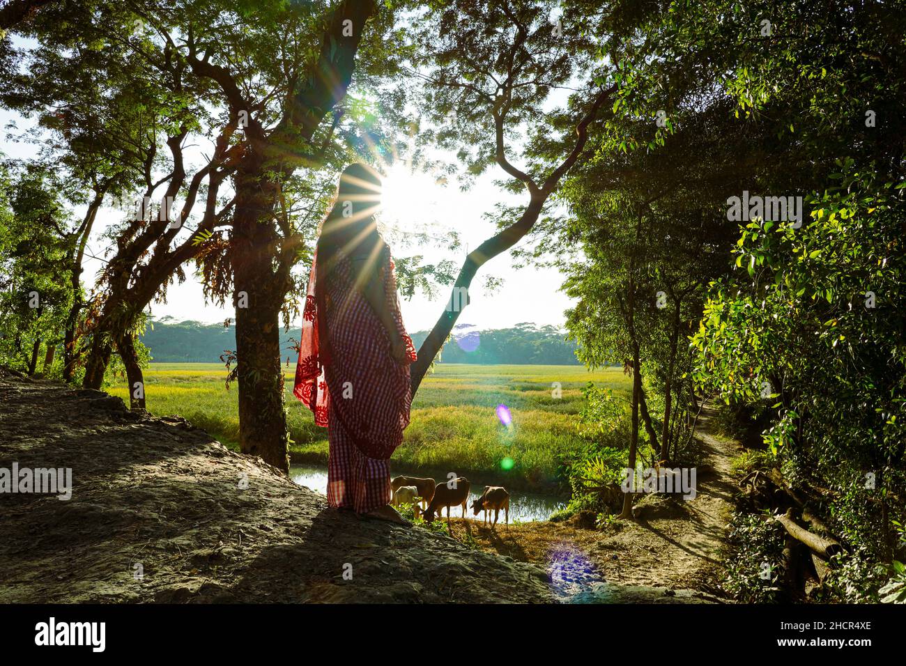 a bengali woman standing in front of a paddy field and domestic farm in ...