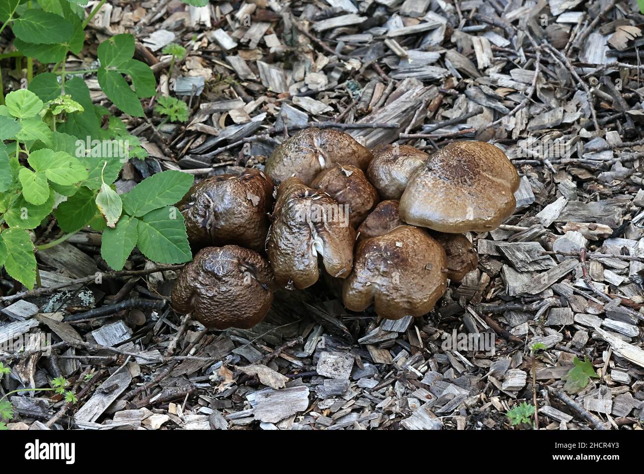 Pluteus rangifer, previously Pluteus cervinus coll., a shield mushroom ...