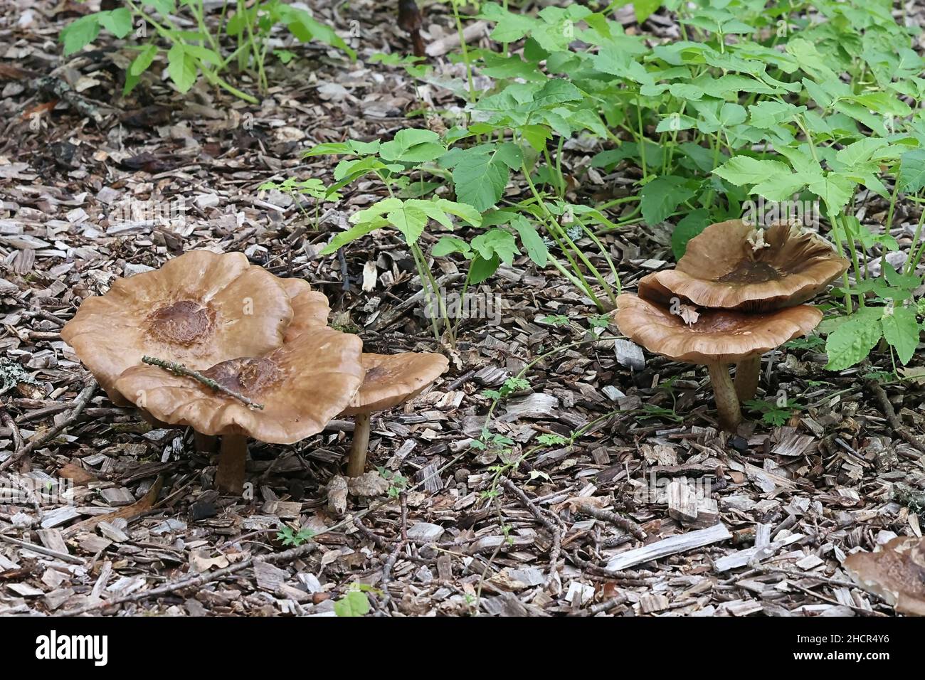 Pluteus rangifer, previously Pluteus cervinus coll., a shield mushroom ...