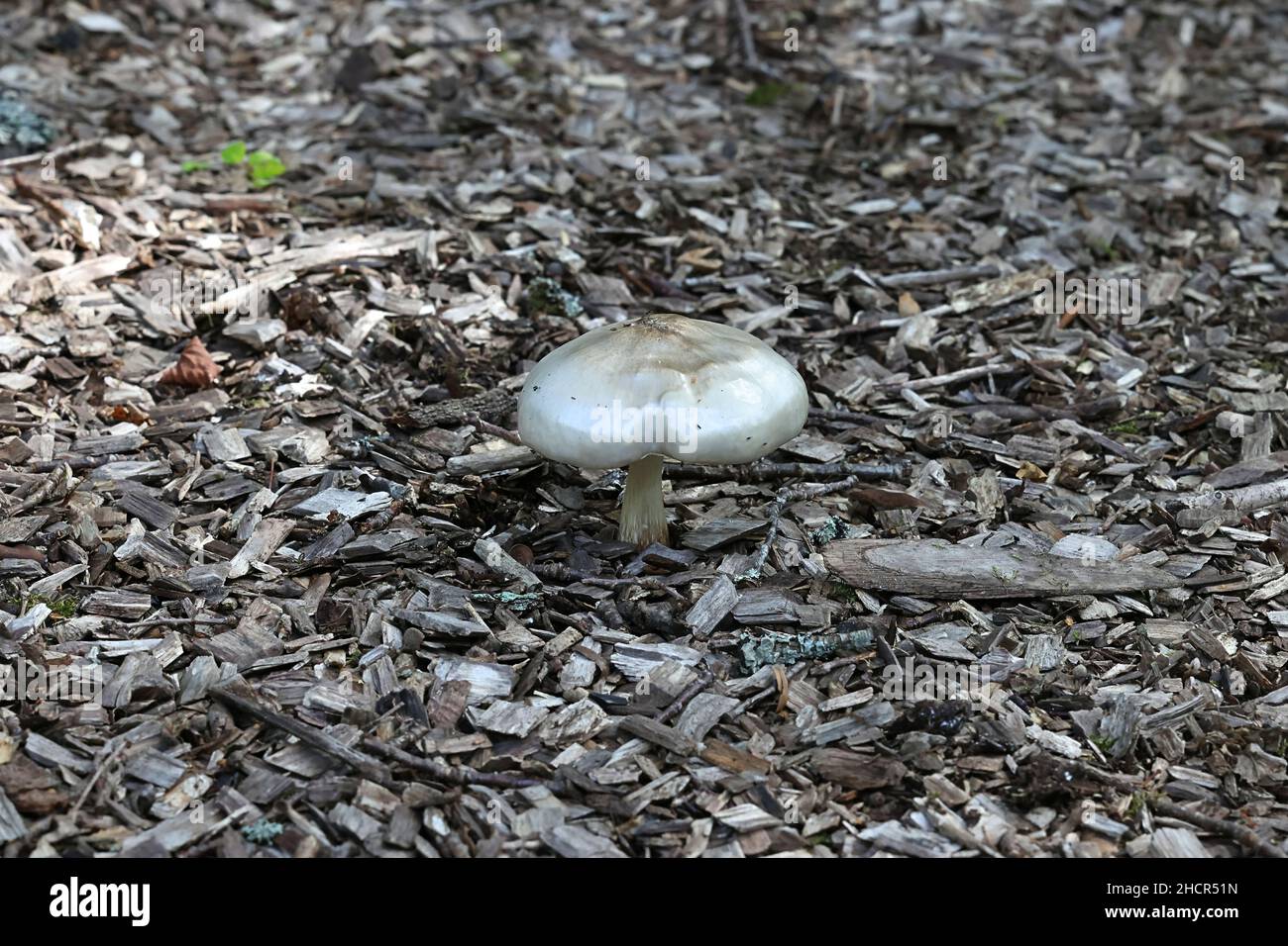 Pluteus petasatus, a shield mushroom growing on wood chips in Finland ...