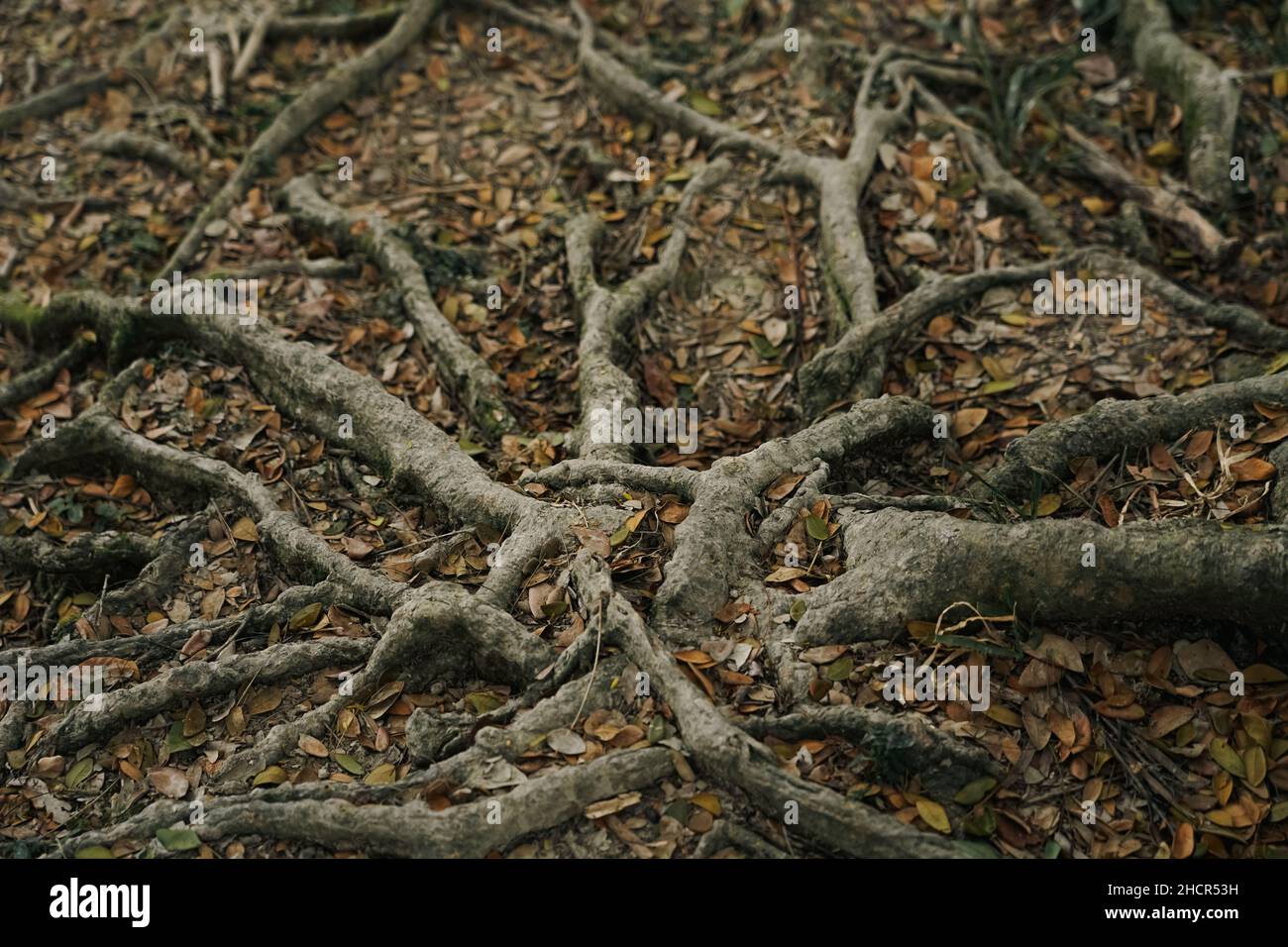 Root pattern hi-res stock photography and images - Alamy