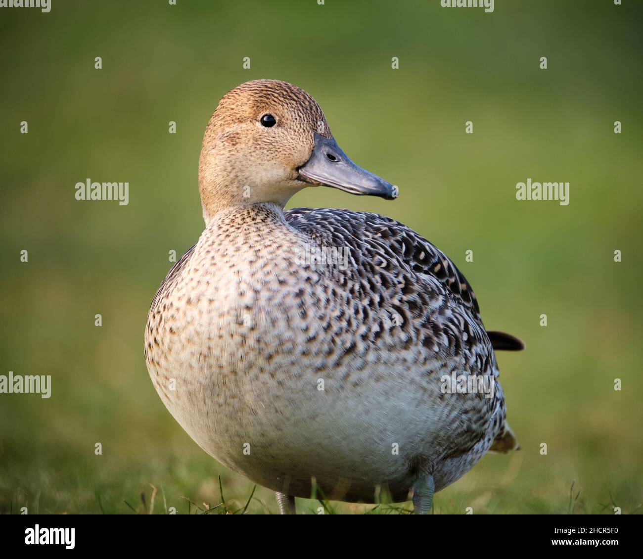 a Female Northern Pintail, Anas acuta, posing against green background ...