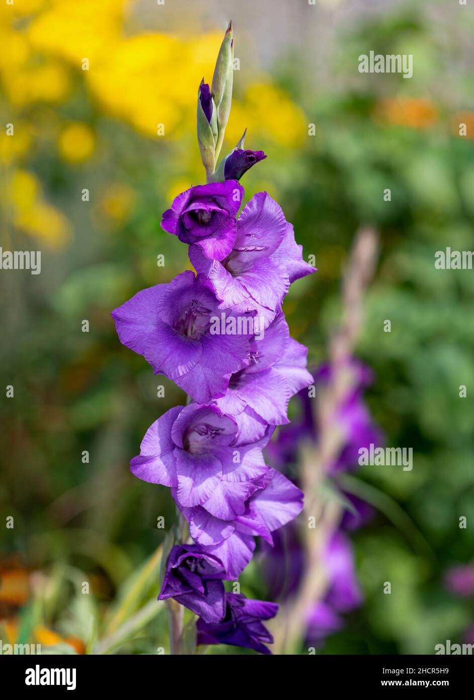 Purple gladiolus flowers hi-res stock photography and images - Alamy