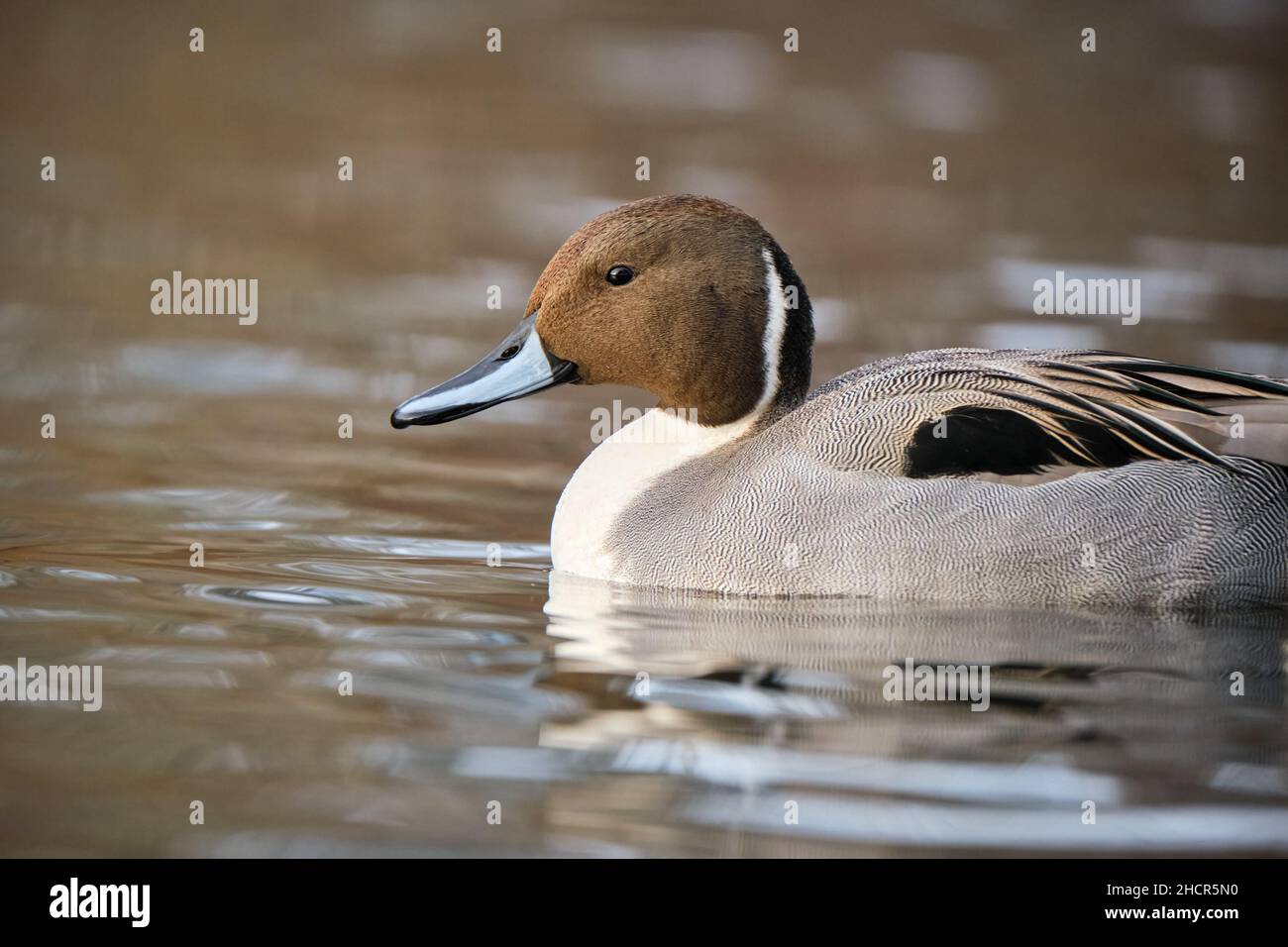 Upper body and head shot hi-res stock photography and images - Alamy