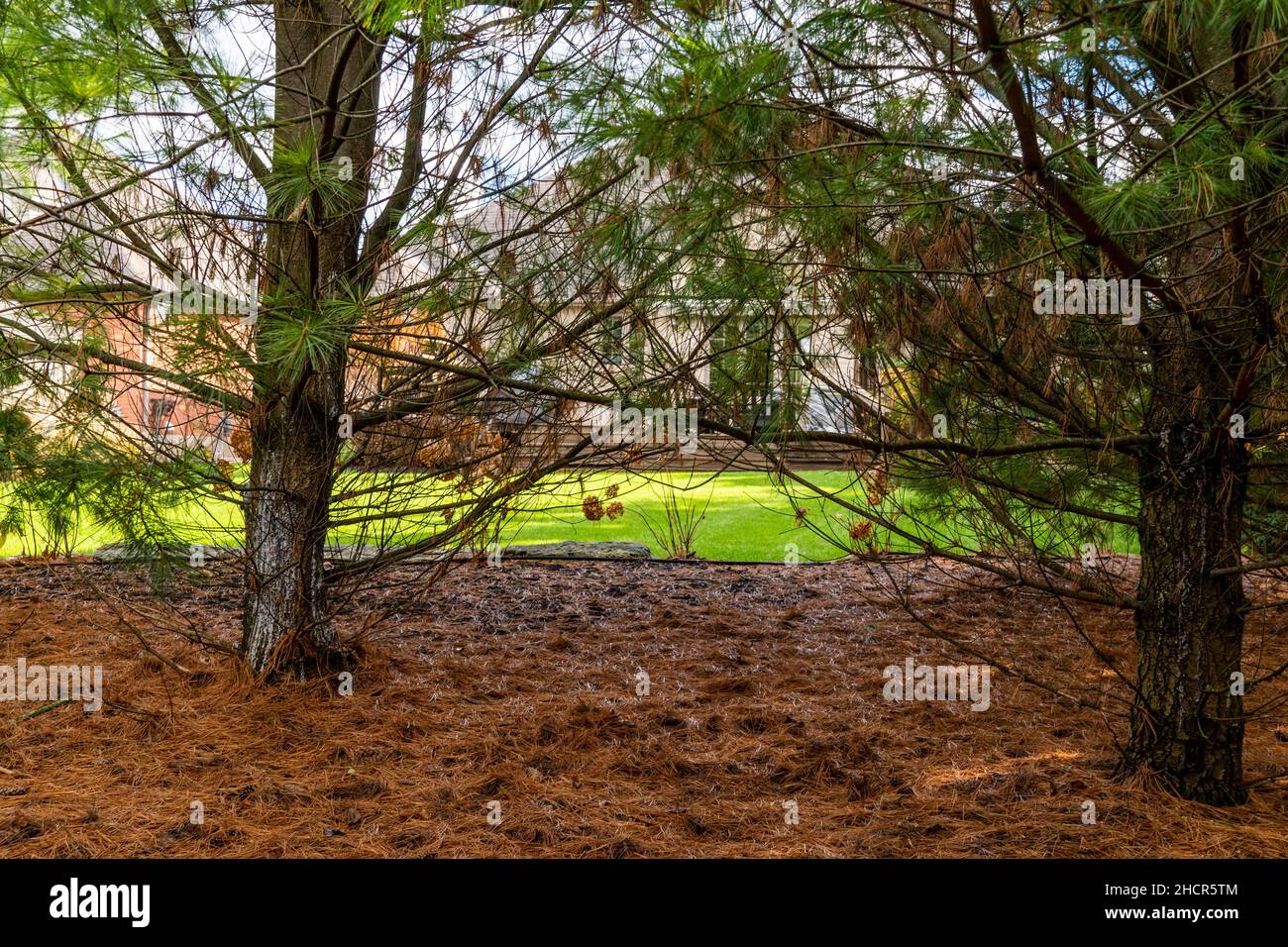 House behind a pine forest hi-res stock photography and images - Alamy
