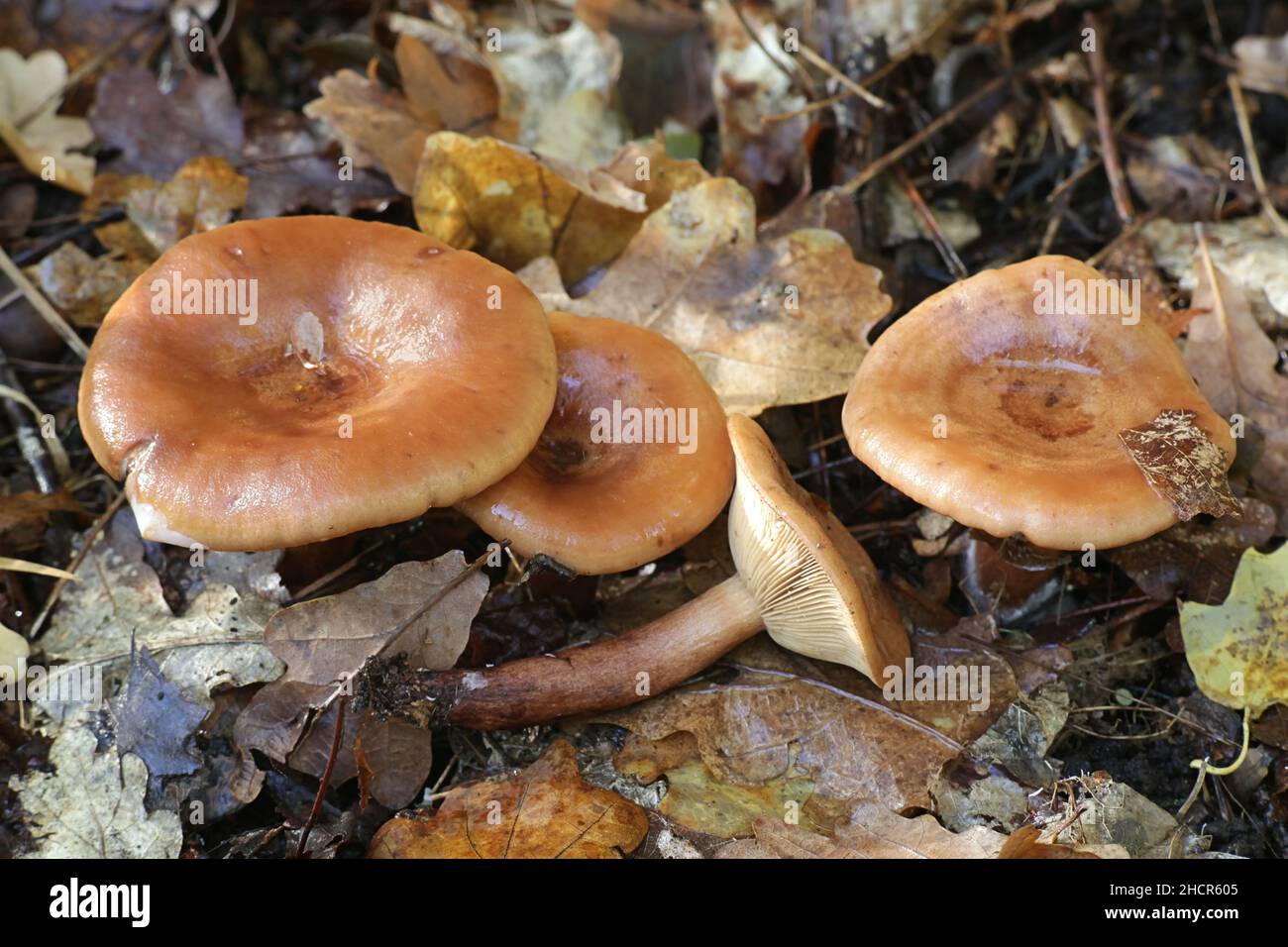 Lactarius quietus, commonly known as the oak milkcap, oakbug milkcap or ...