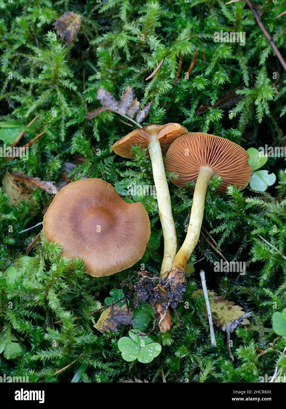 Cortinarius fervidus, commonly known as Dyer's Webcap, wild mushroom ...