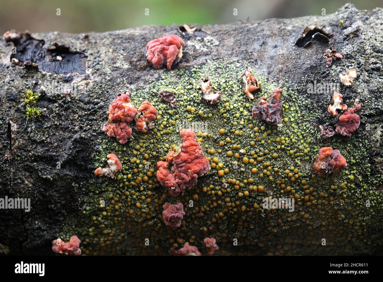 Red tree brain fungus hi-res stock photography and images - Alamy