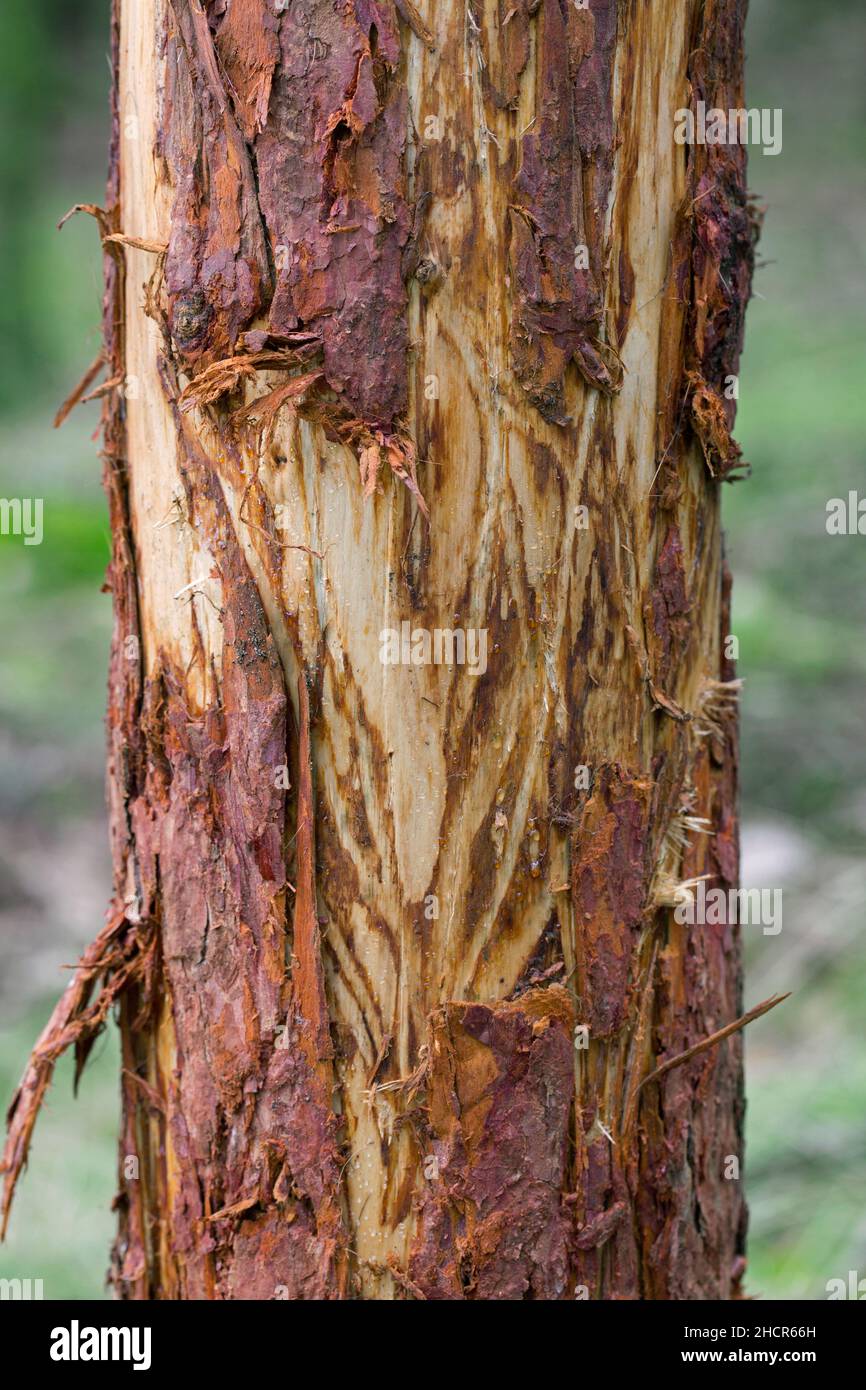 Damaged pine tree with bark stripped by red deer (Cervus elaphus) in forest. Damage done by ...