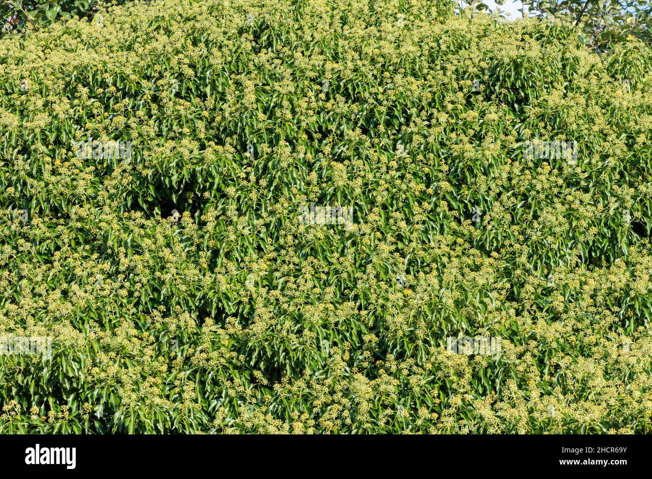 Common ivy (hedera helix) flowers Stock Photo - Alamy