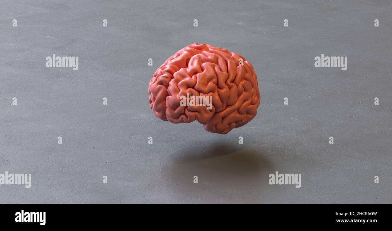 Human brain lobes and functions hi-res stock photography and images - Alamy