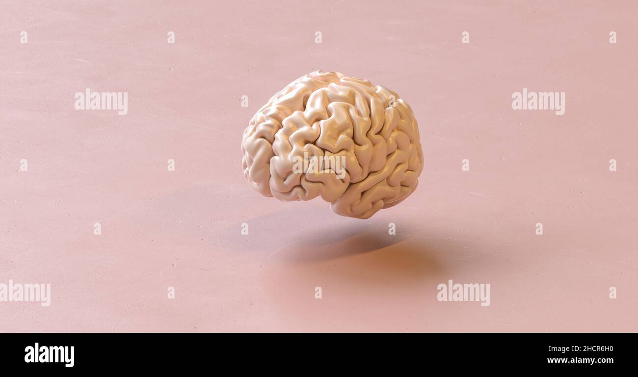 Human brain lobes and functions hi-res stock photography and images - Alamy