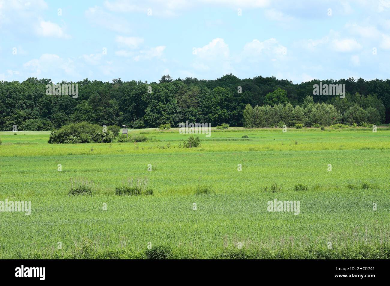 Green landscape with deciduous trees in the background Stock Photo - Alamy